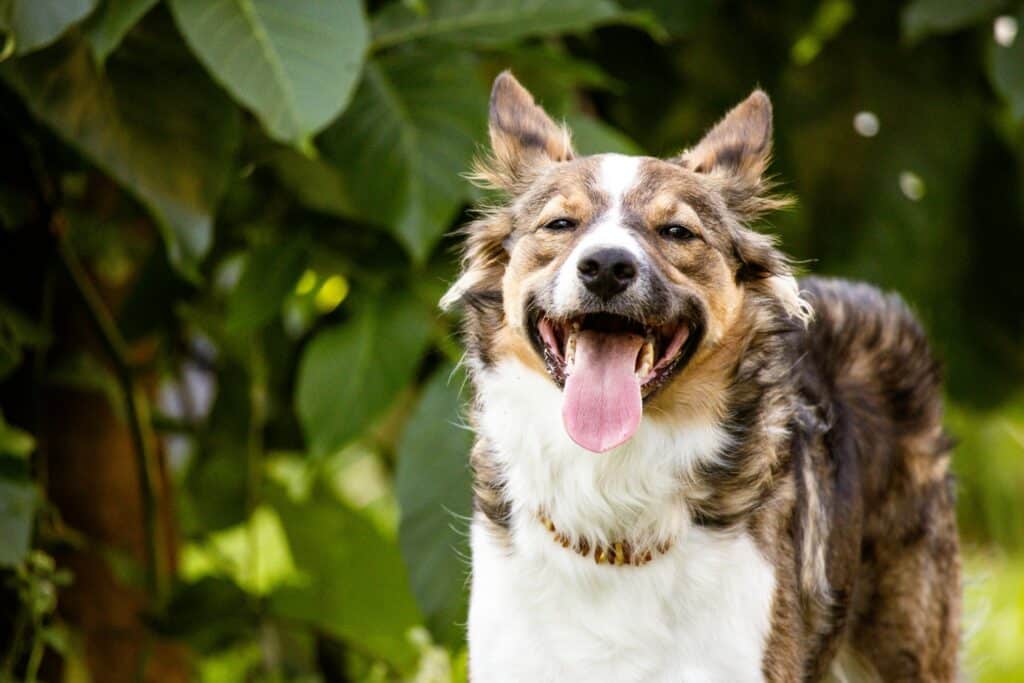 Boarding Services | Come Play Stay Doggie Daycare
