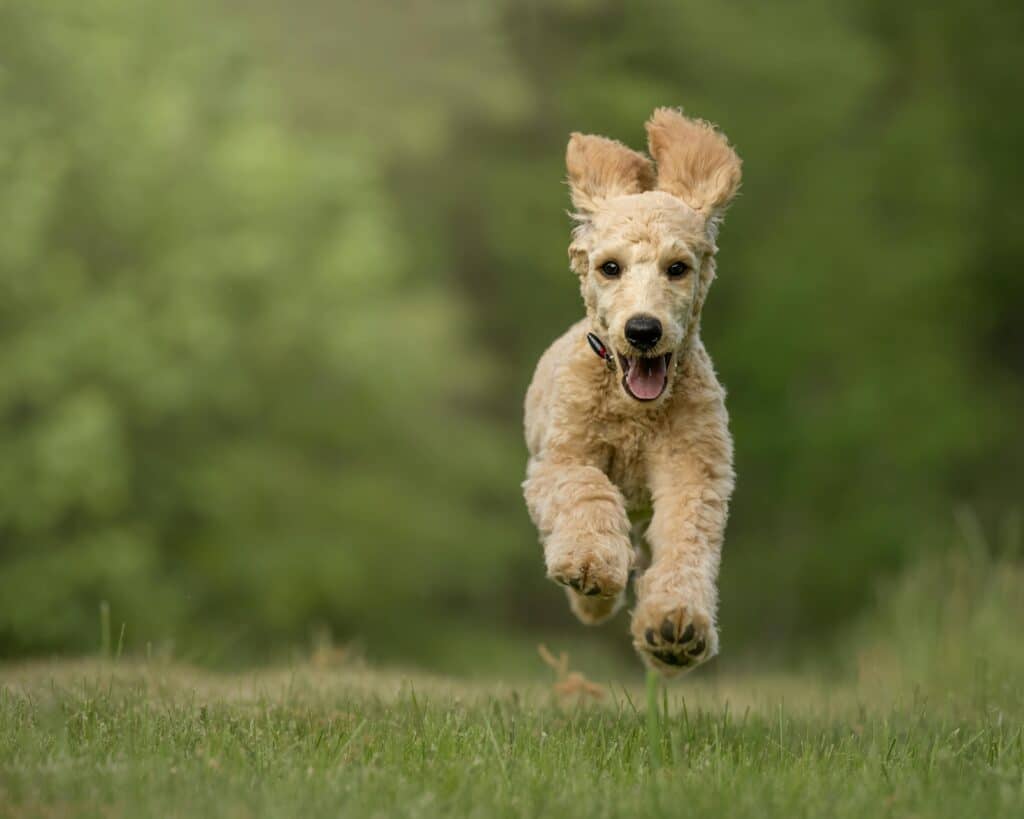 Our Services | Come Play Stay Doggie Daycare