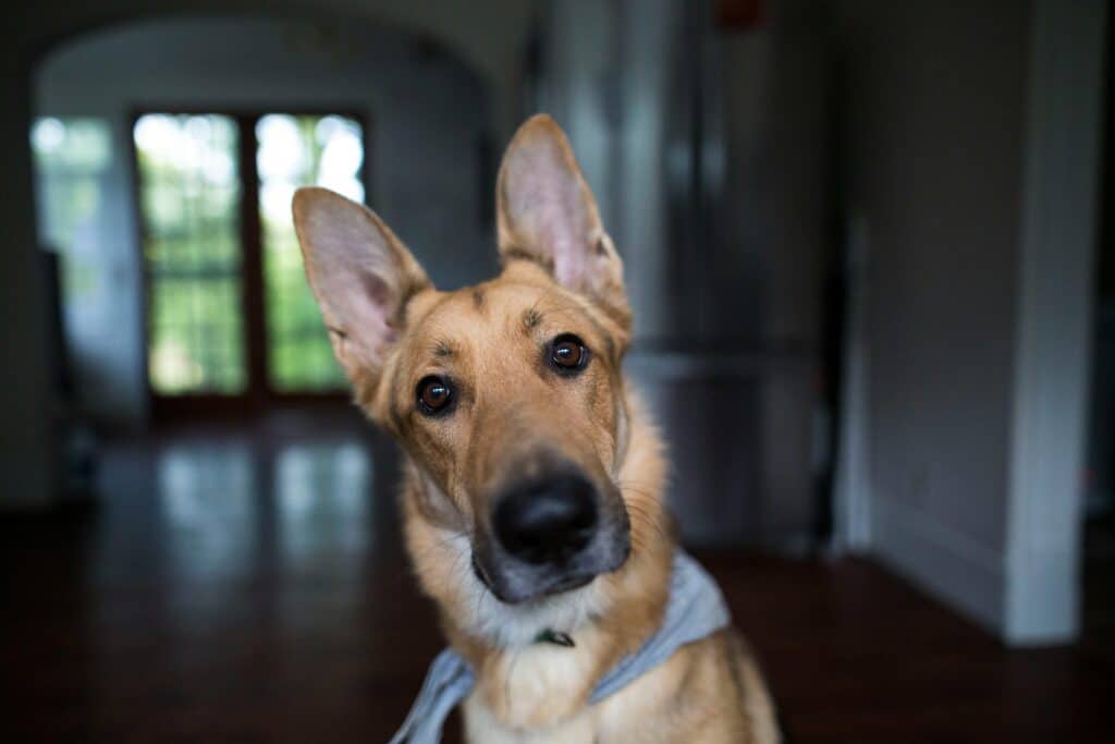 Frequently Asked Questions | Come Play Stay Doggy Daycare